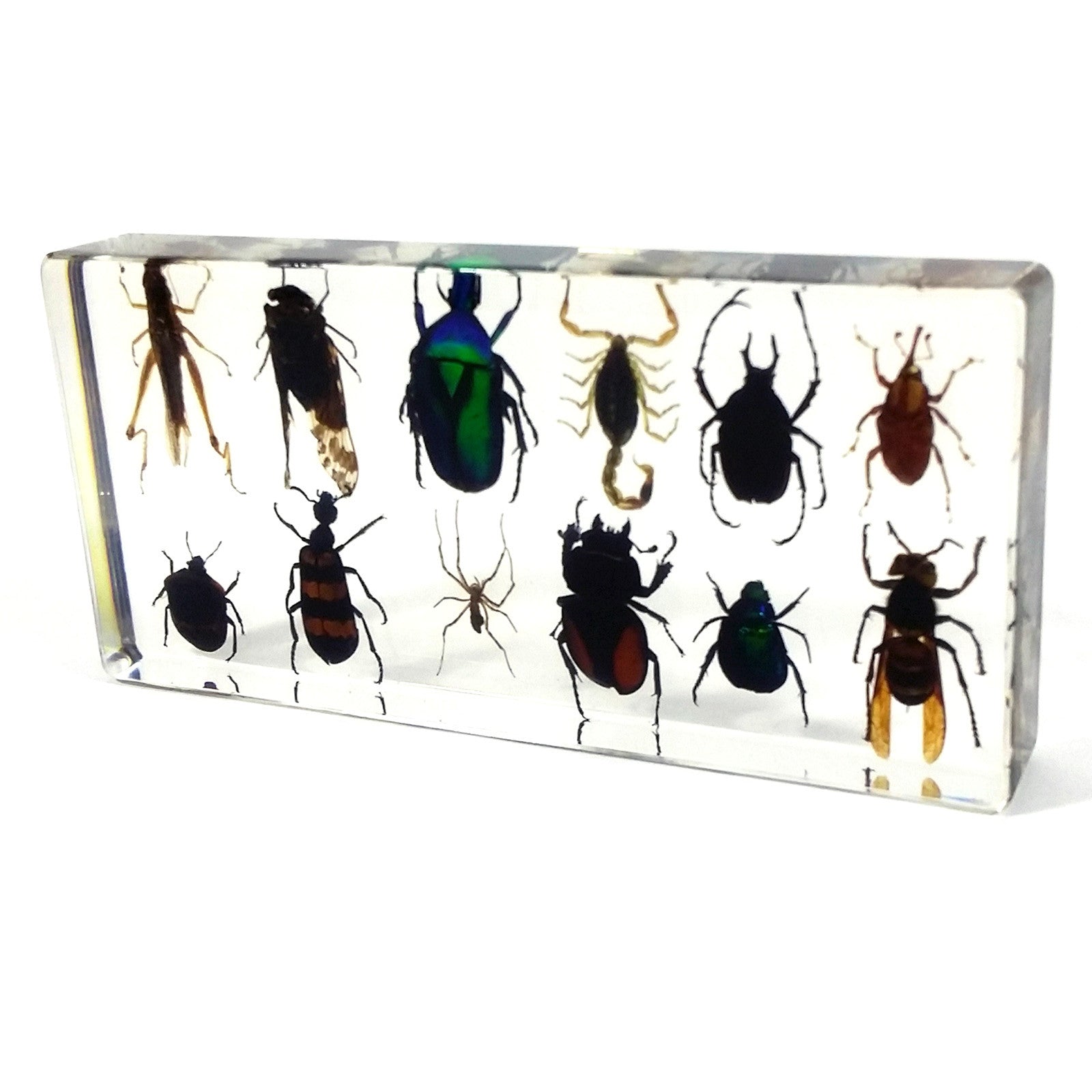 DD42 12 Bugs Desk Decoration – REALBUG