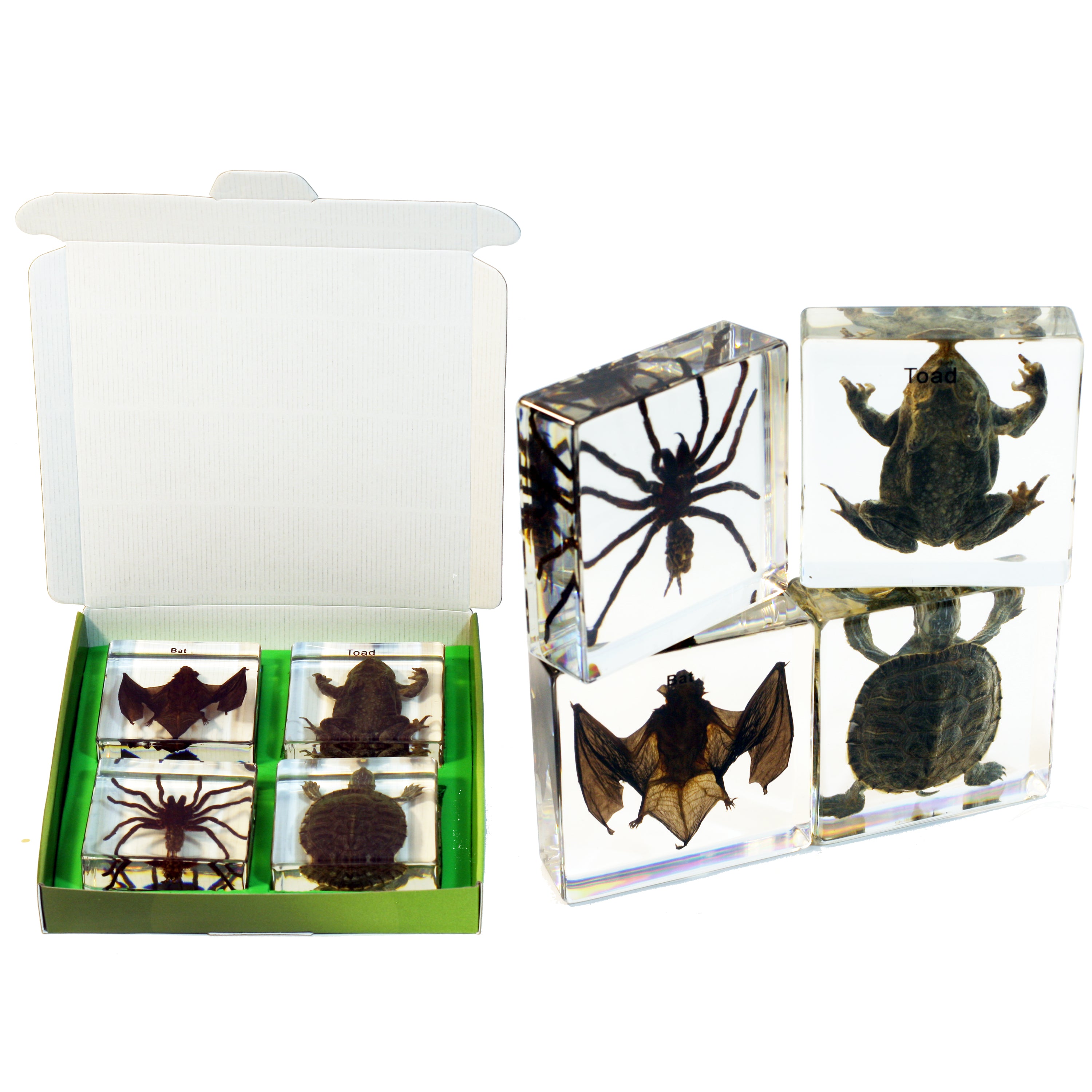 DDC01Tarantula, Toad, Bat & Turtle Collection – REALBUG