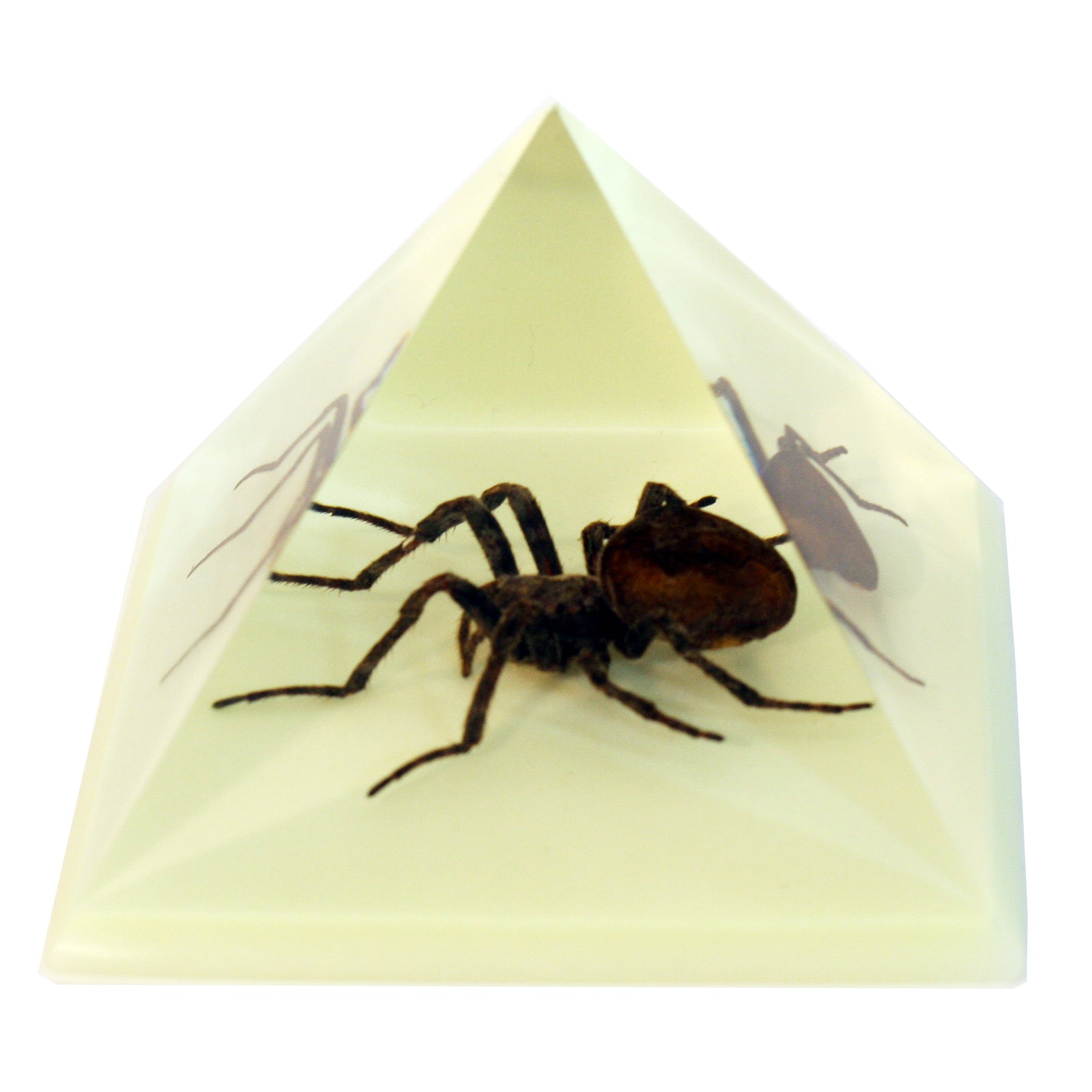 DS903 Pyramid, Spider, Glow in Dark – REALBUG