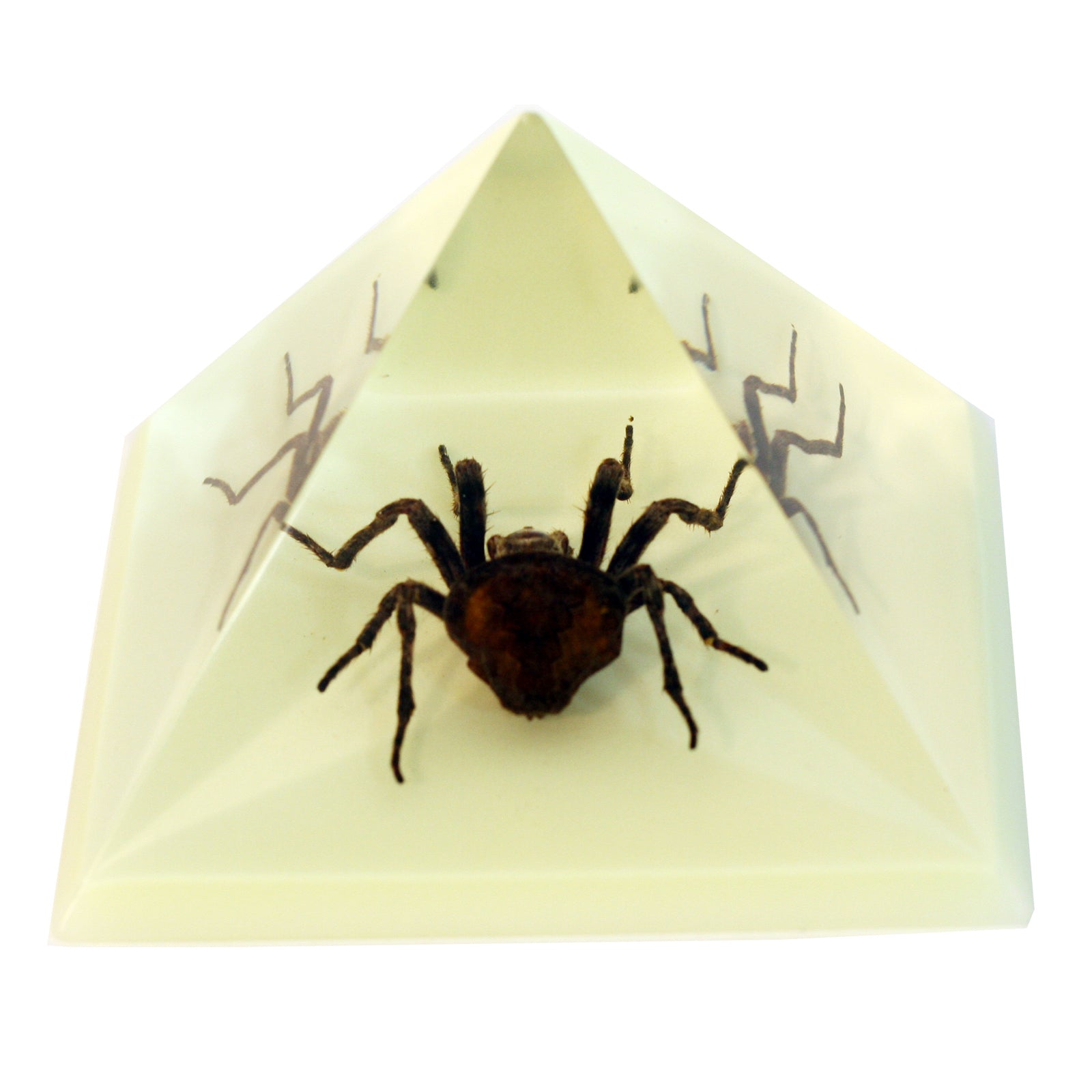 DS903 Pyramid, Spider, Glow in Dark – REALBUG