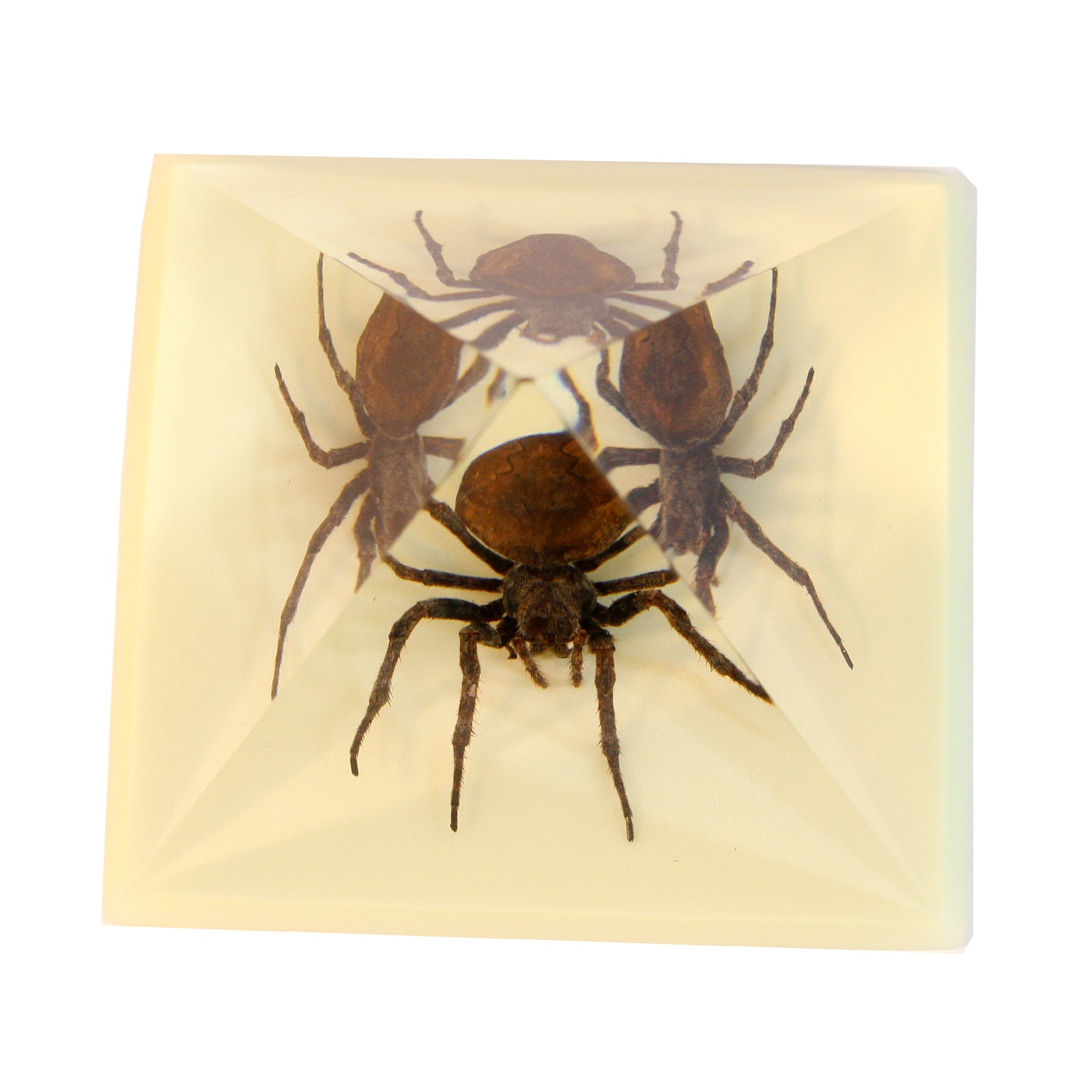 DS903 Pyramid, Spider, Glow in Dark – REALBUG