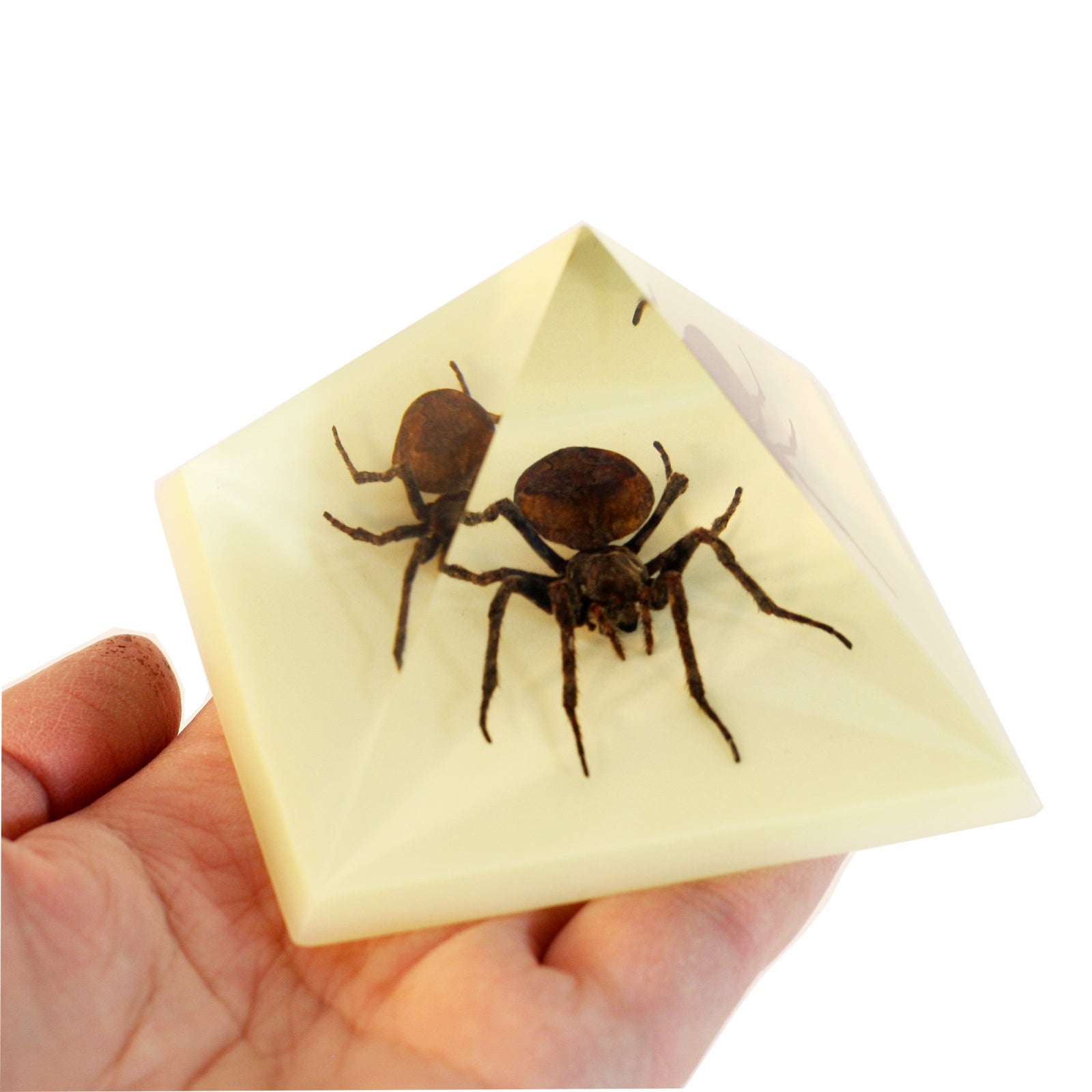 DS903 Pyramid, Spider, Glow in Dark – REALBUG