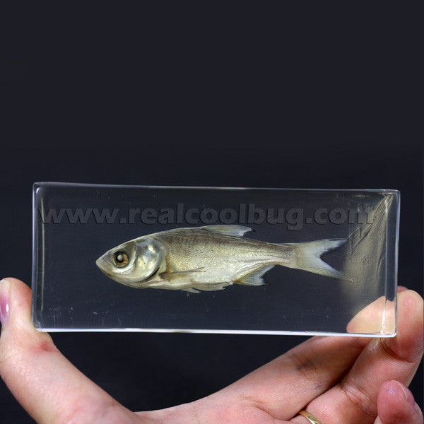 FH303Bighead Carp Paperweight – REALBUG