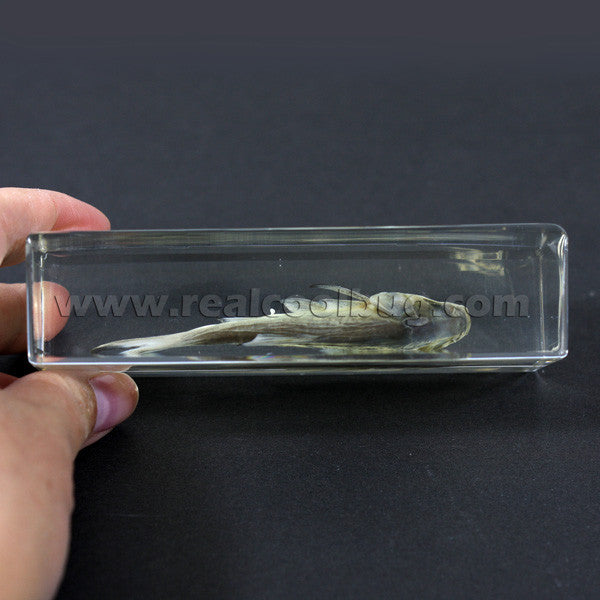 FH303Bighead Carp Paperweight – REALBUG