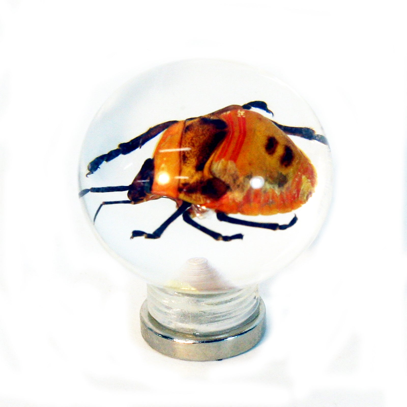 MT603 1 1/8 " Marble Magnet - Shield Bug – REALBUG
